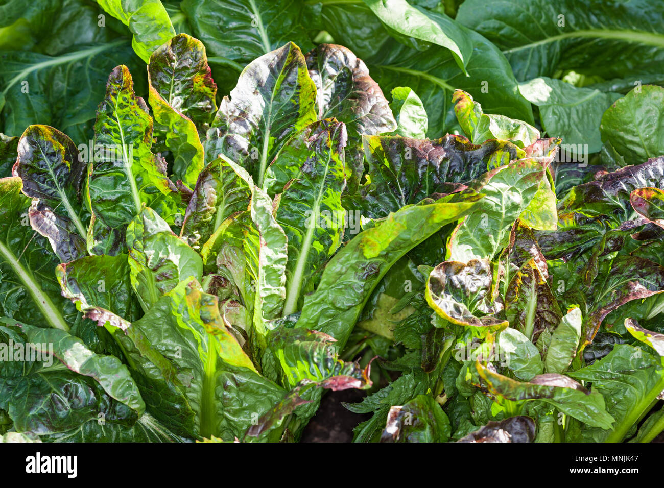 'Carla' Common chicory, Cikoriasallat (Chicorium intybus Stock Photo ...