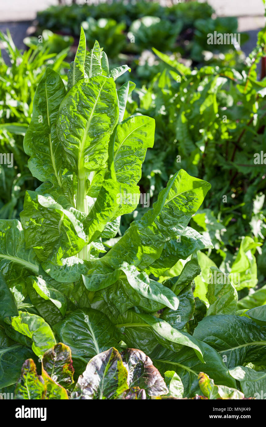 'Di Bruxelles' Common chicory, Cikoriasallat (Chicorium intybus Stock ...
