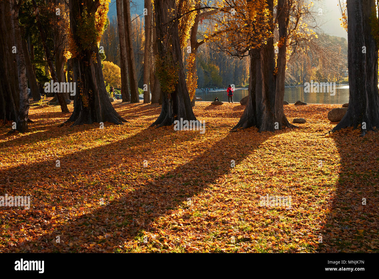 Poplar trees trunks hi-res stock photography and images - Alamy