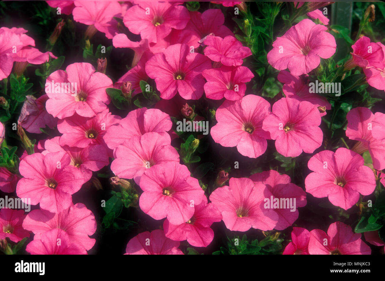 Summer petunias hi-res stock photography and images - Alamy