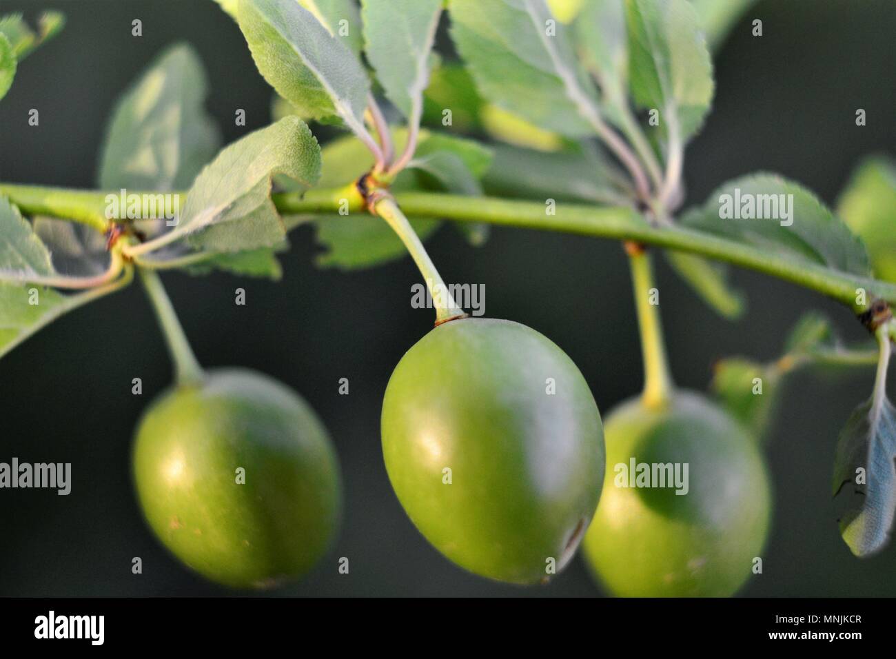 green plum fruit on a sunset light,image Stock Photo - Alamy