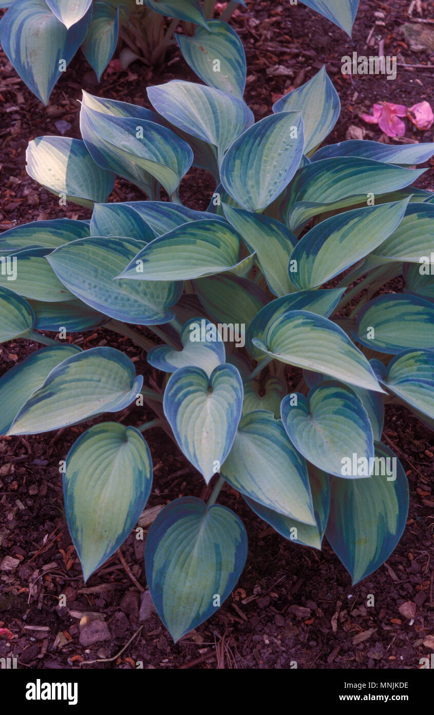 HOSTA (TARDIANA GROUP) 'JUNE' Stock Photo - Alamy