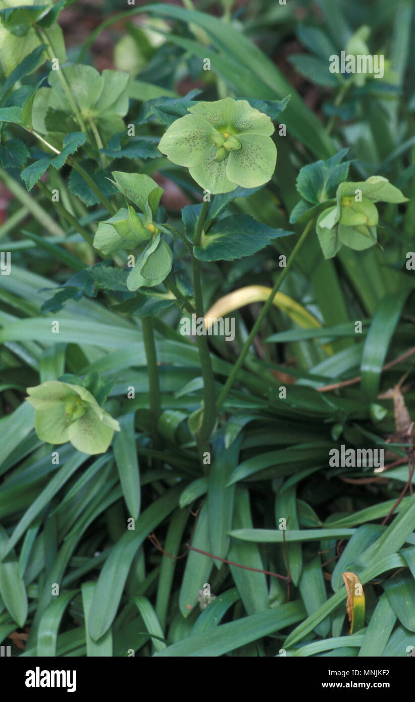 Lenten roses hi-res stock photography and images - Alamy