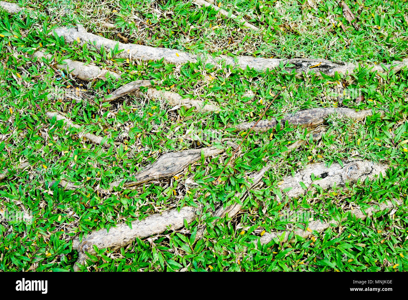 Grass with deep roots hi-res stock photography and images - Alamy