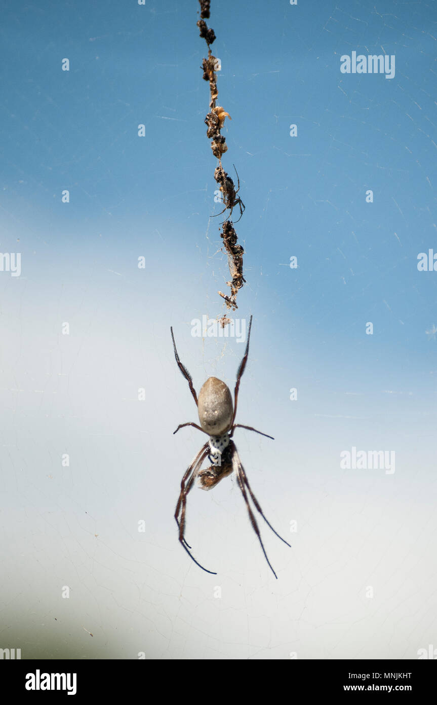Dangling spider at the Mt Coot-tha Botanic Gardens, Brisbane ...