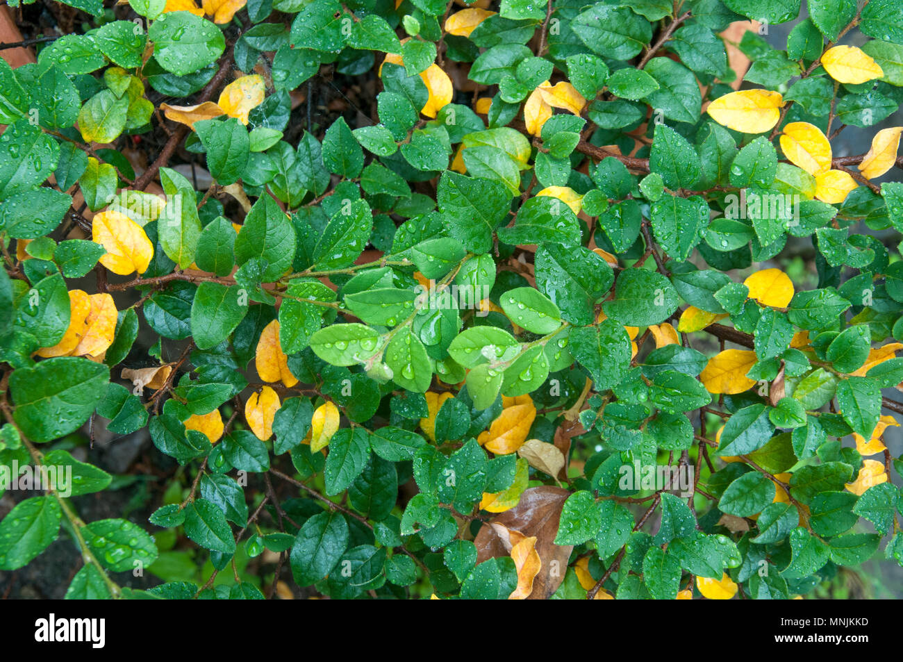Pattern of leaves, Brisbane, Queensland, Australia Stock Photo - Alamy