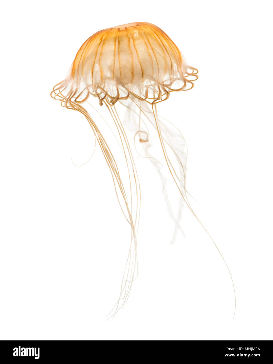 Japanese sea nettle, Chrysaora pacifica, Jellyfish against white ...