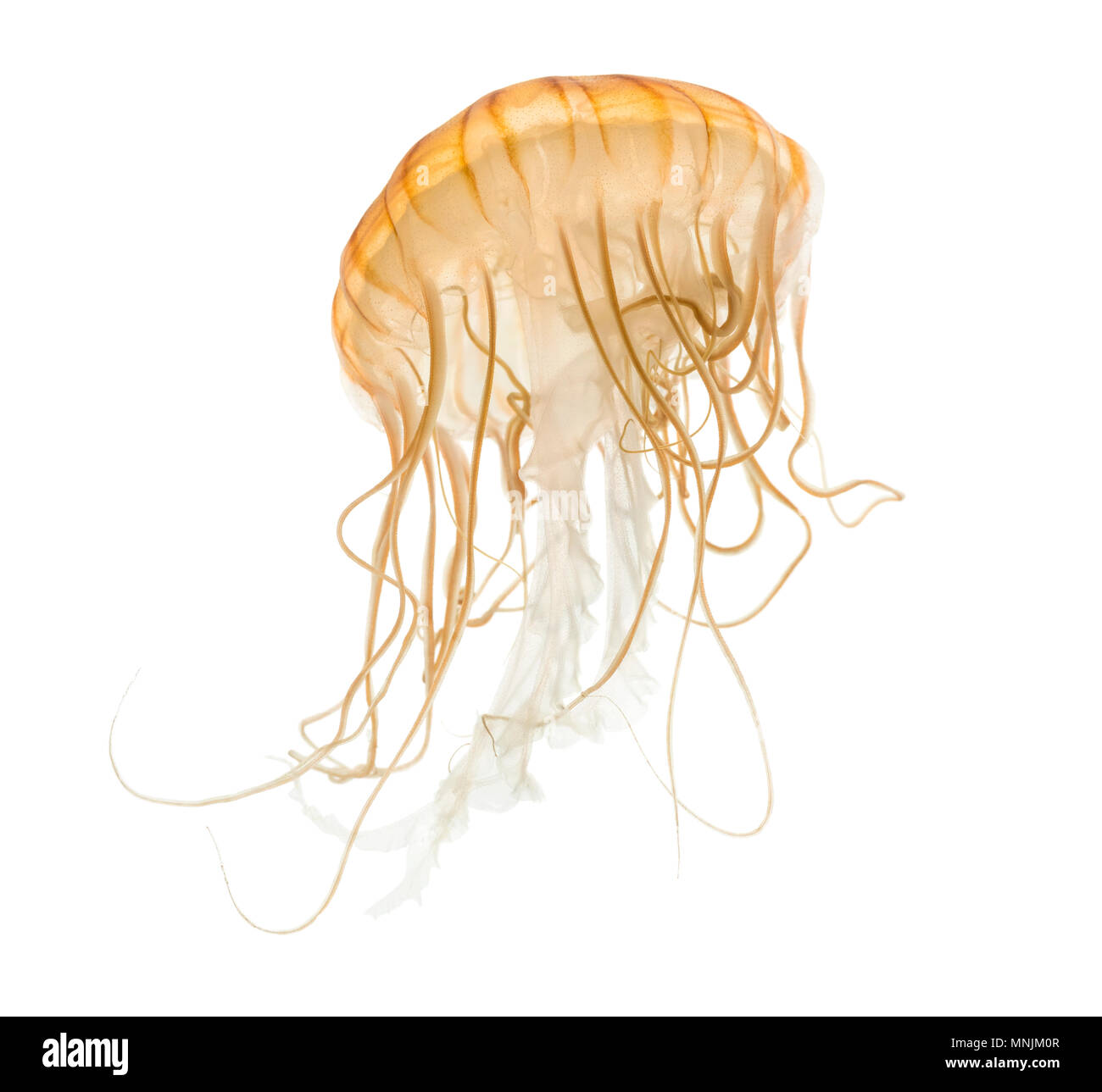 Japanese sea nettle, Chrysaora pacifica, Jellyfish against white ...