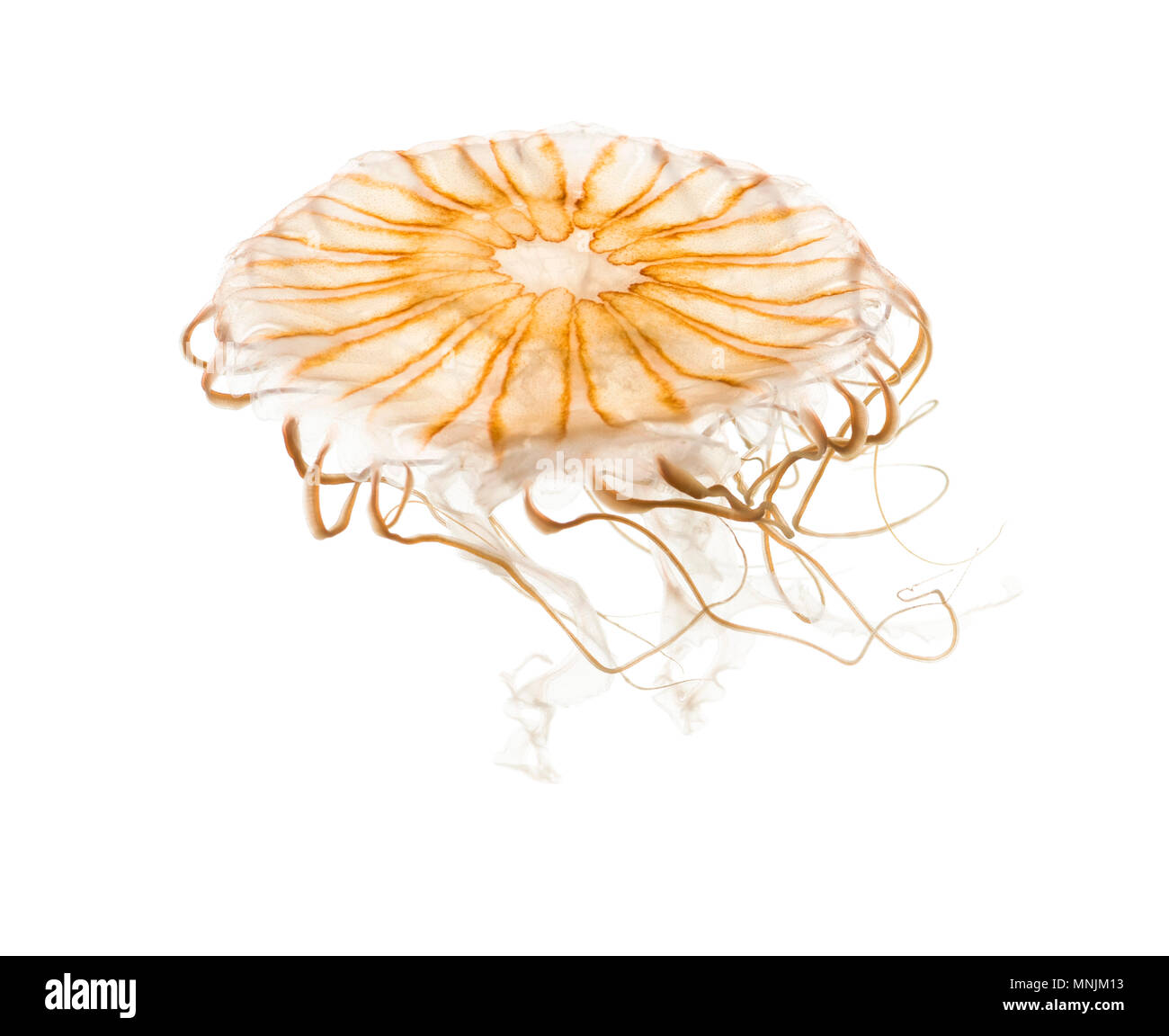 Japanese sea nettle, Chrysaora pacifica, Jellyfish against white ...