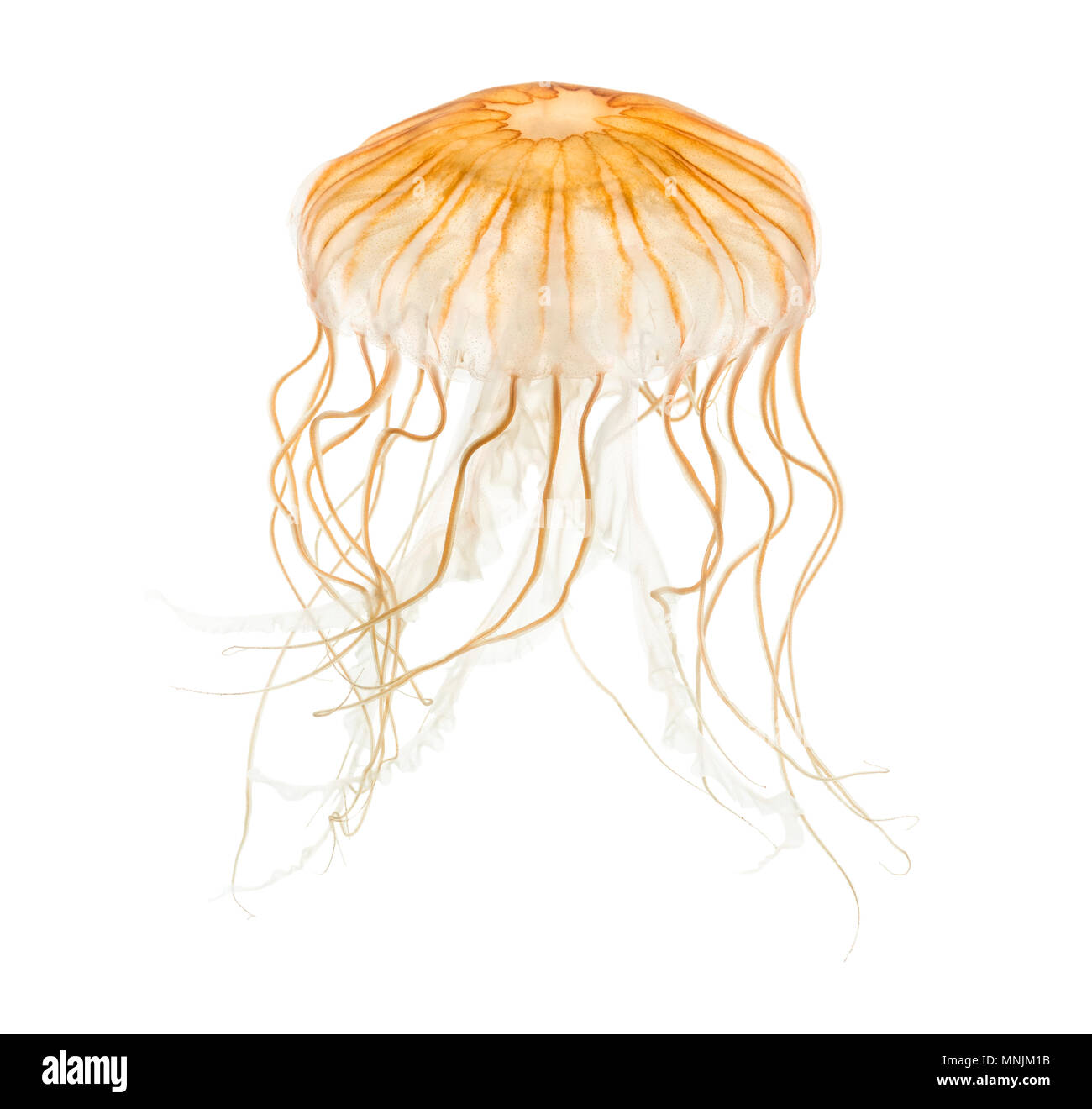 Japanese sea nettle, Chrysaora pacifica, Jellyfish against white ...