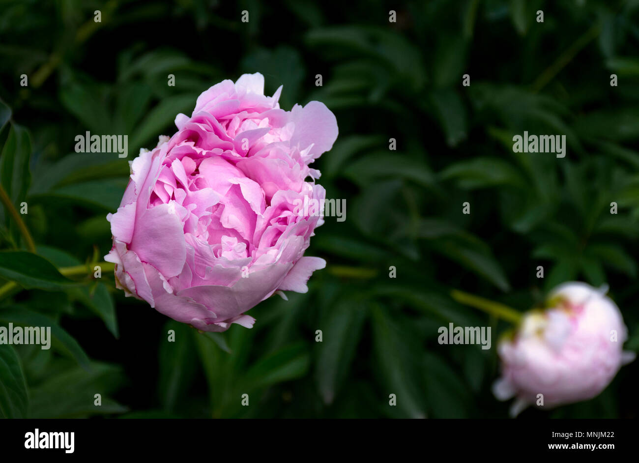 Two pink peonies hi-res stock photography and images - Alamy