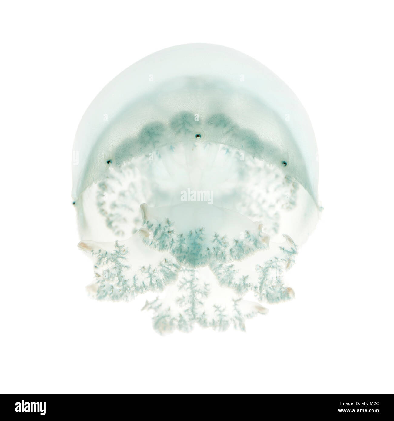 Cannonball jellyfish or cabbagehead jellyfish, Stomolophus meleagris ...