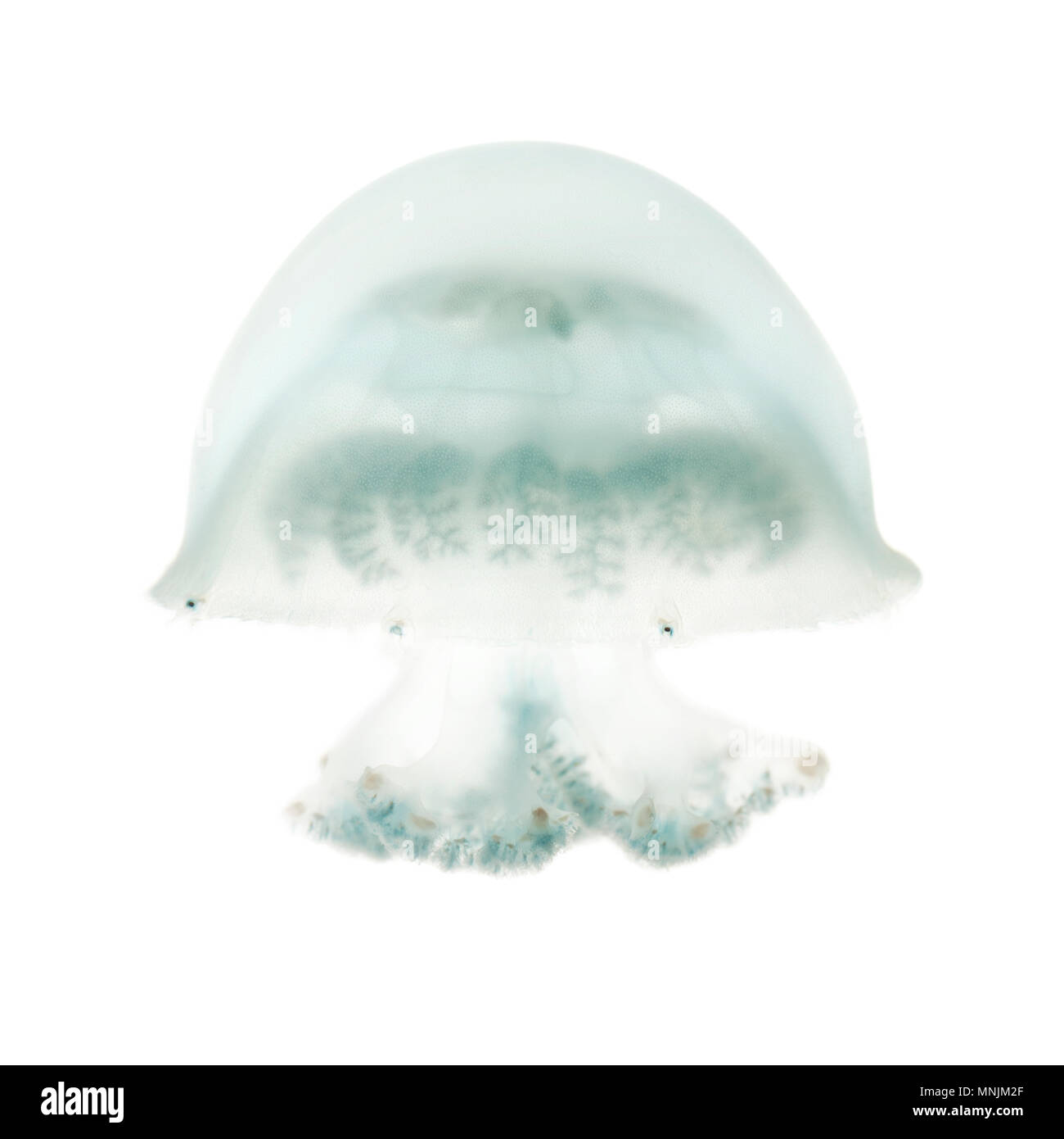 Stomolophus hi-res stock photography and images - Alamy