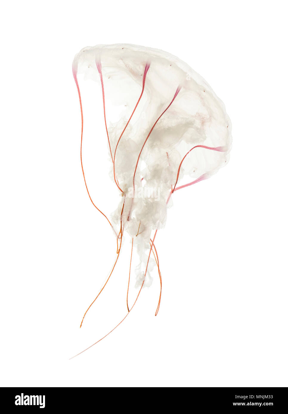 Purple-striped jellyfish, Chrysaora colorata, swimming against white ...