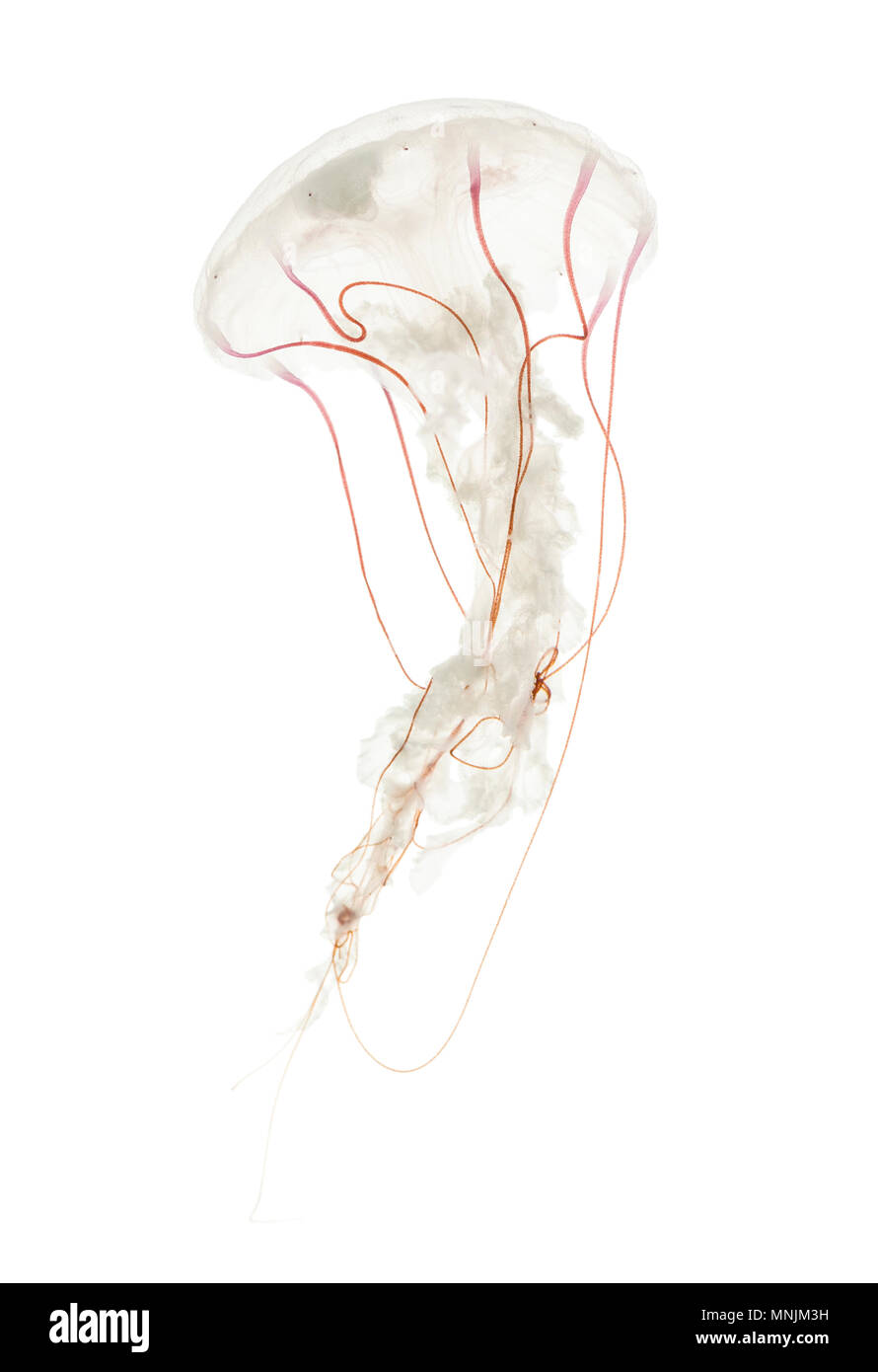 Purple-striped jellyfish, Chrysaora colorata, swimming against white ...