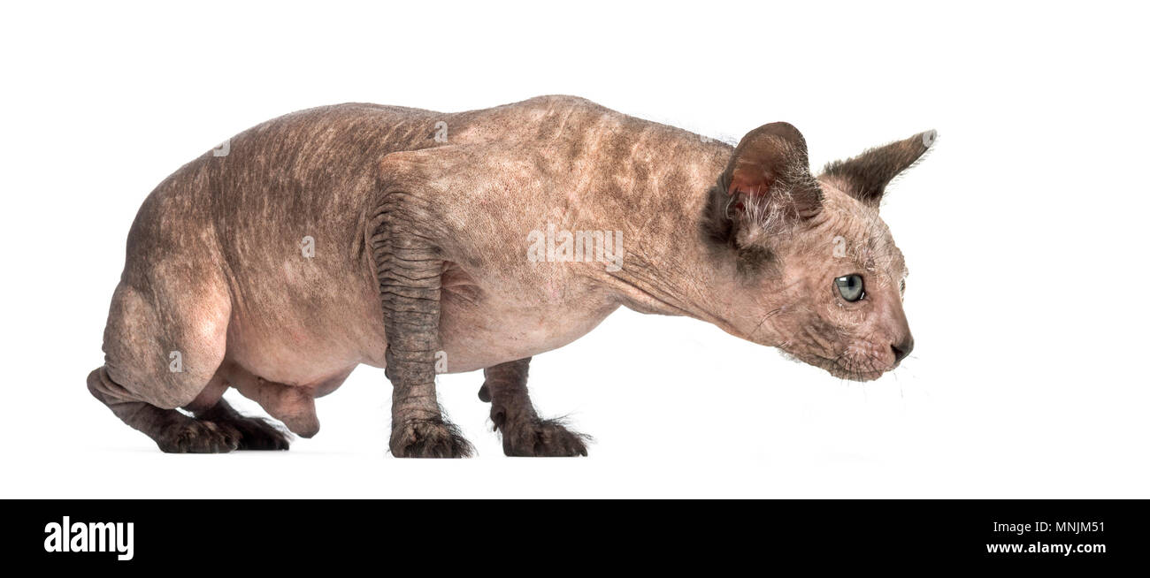 Chimera cat Cut Out Stock Images & Pictures - Alamy