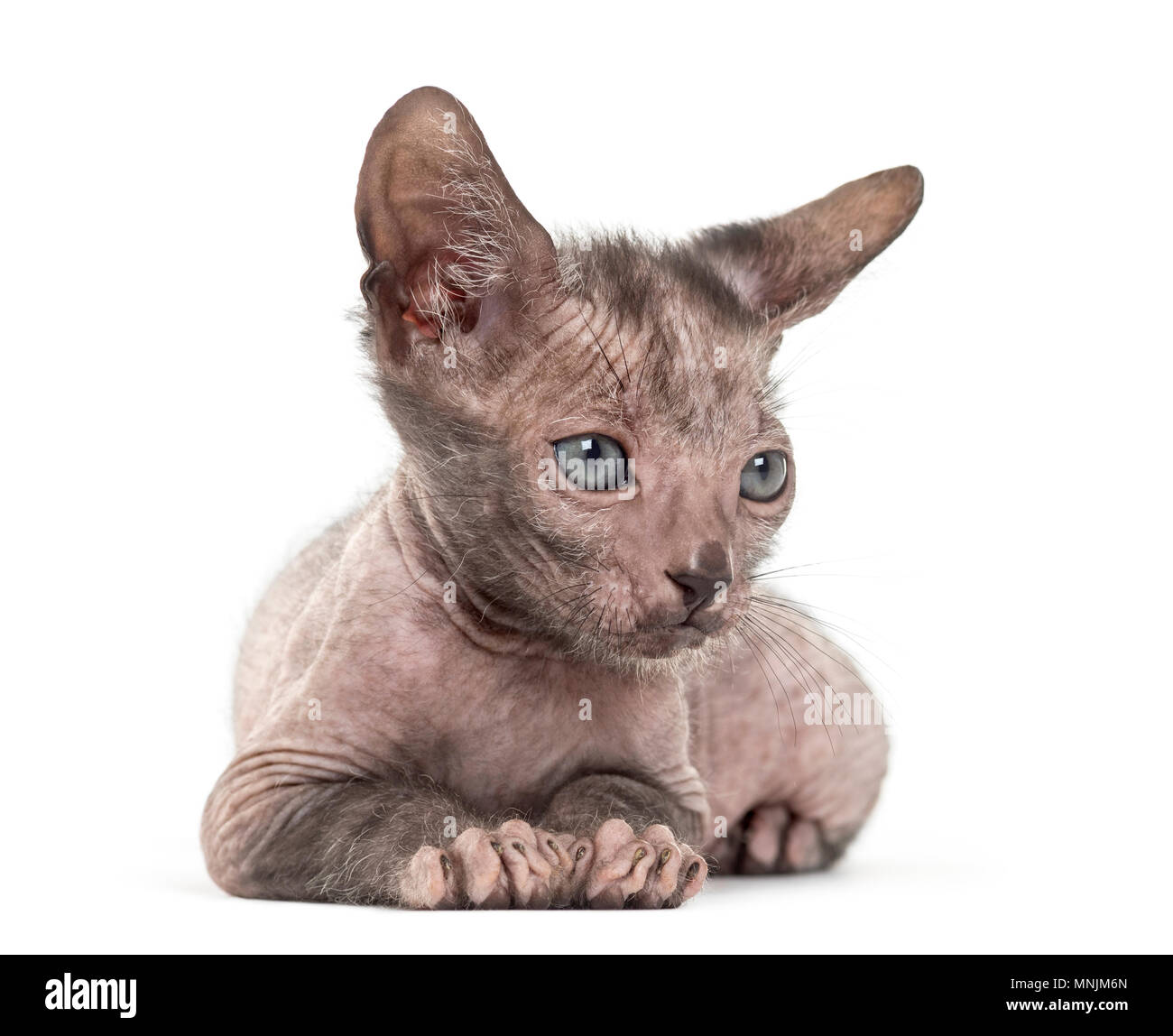 Kitten lykoi cat hi-res stock photography and images - Alamy