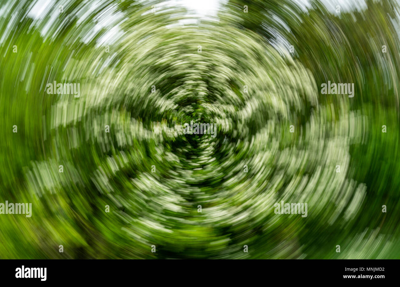 Spiral tree hi-res stock photography and images - Alamy