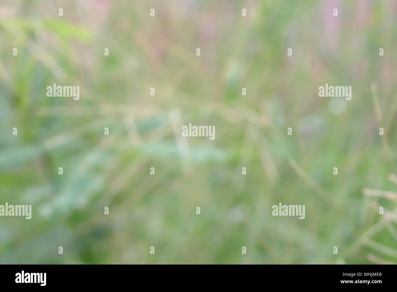 natural background and texture with blur focus Stock Photo - Alamy