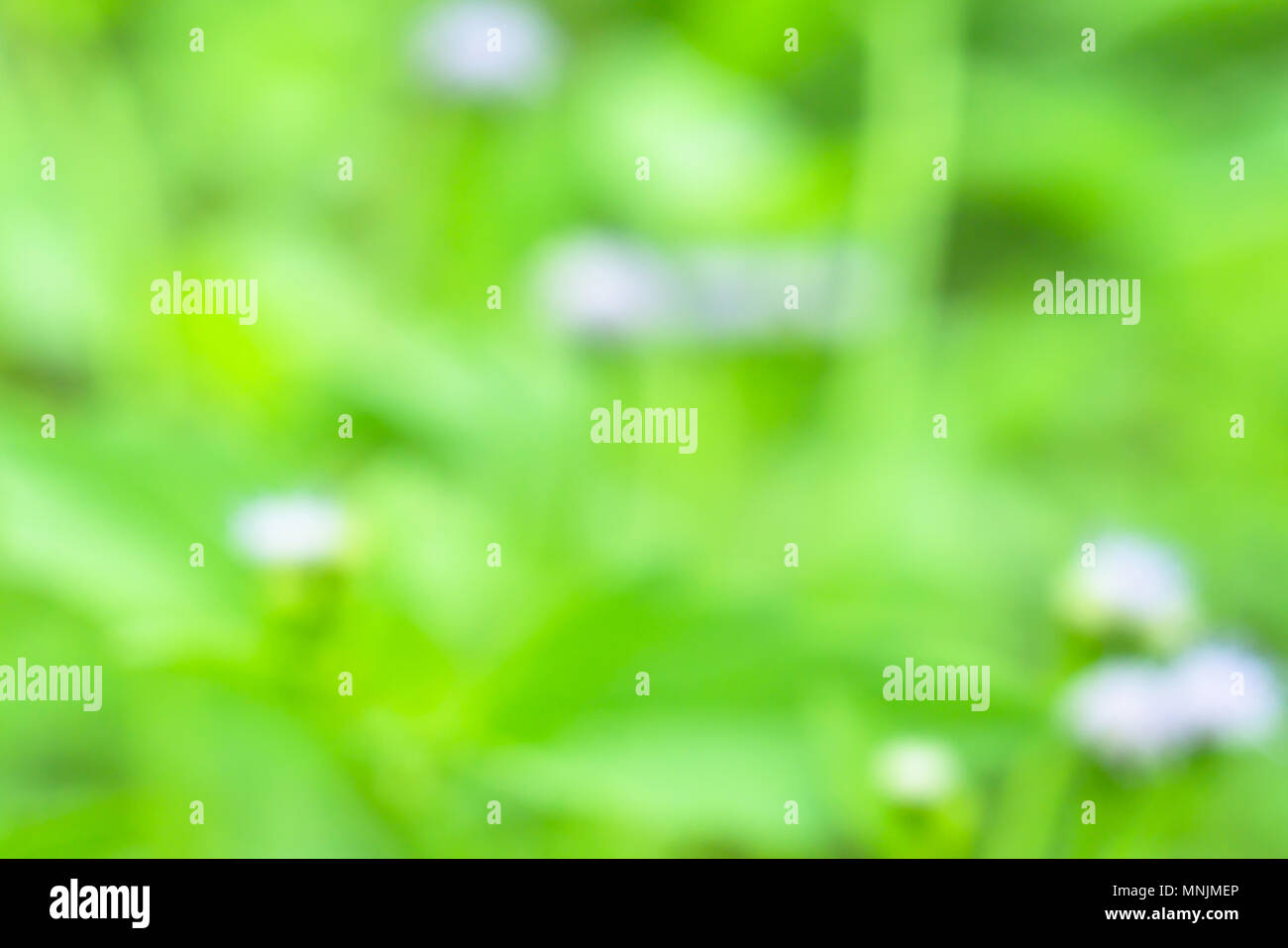 Blur focus hi-res stock photography and images - Alamy