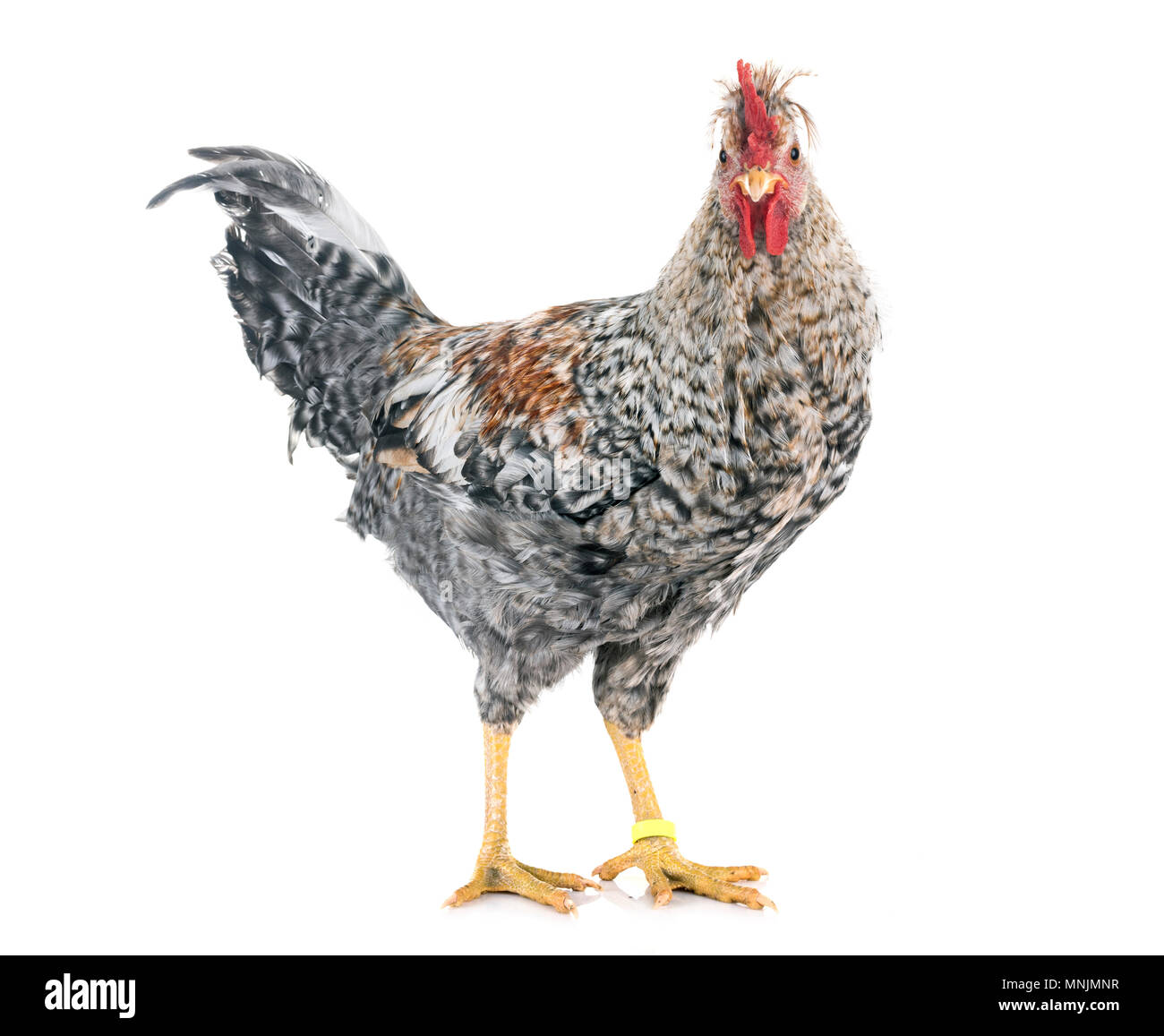 Legbar chicken hi-res stock photography and images - Alamy