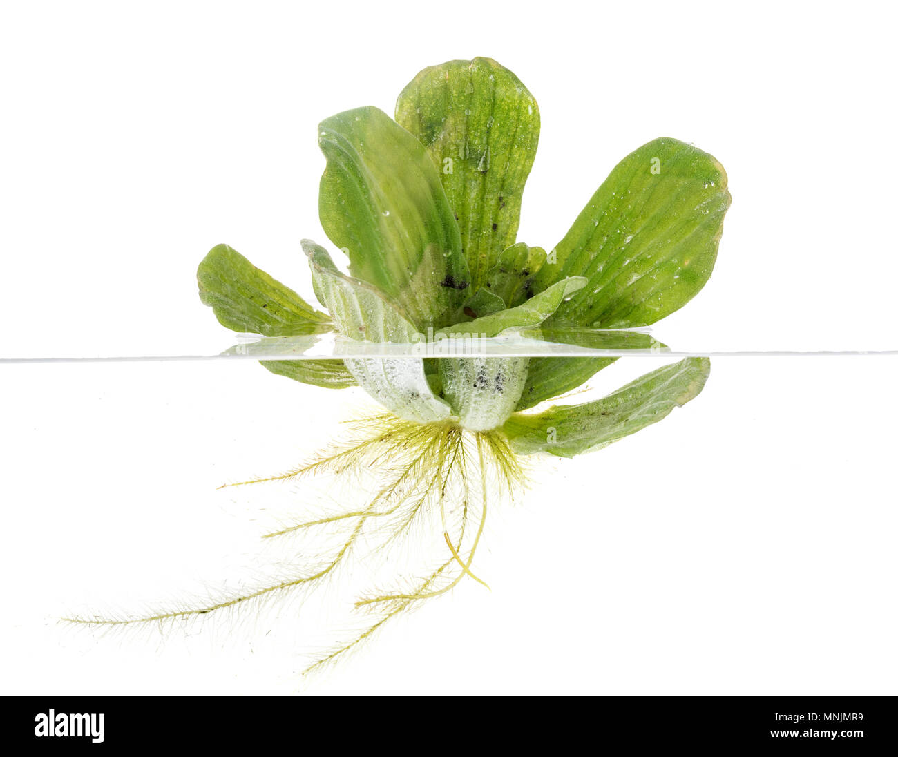 Pistia stratiotes in front of white background Stock Photo - Alamy