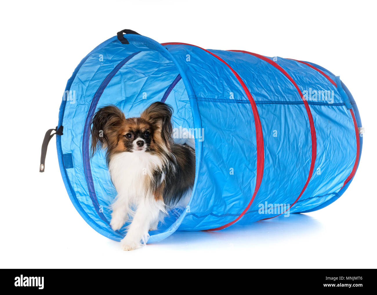 training of agility in front of white background Stock Photo - Alamy