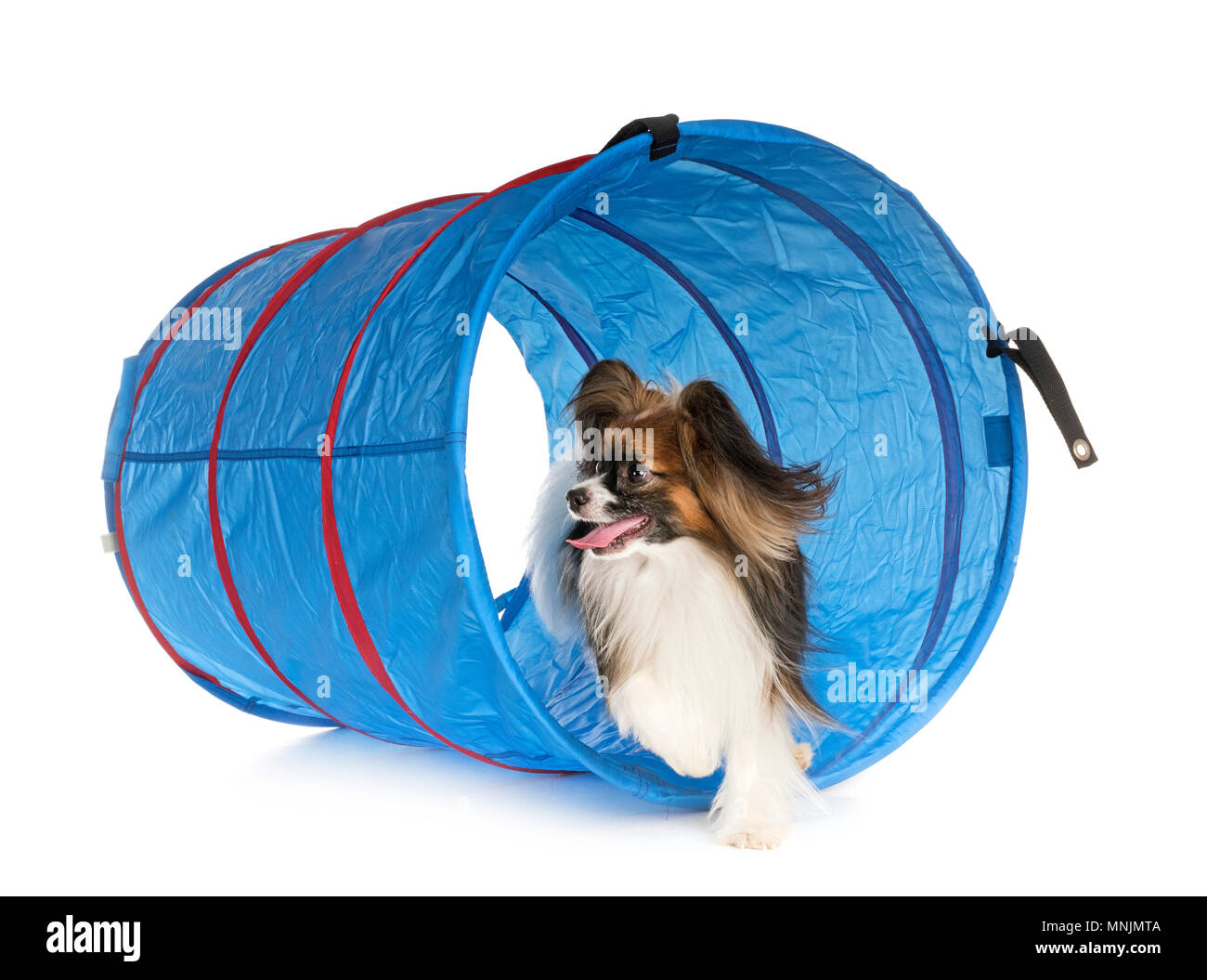 training of agility in front of white background Stock Photo - Alamy