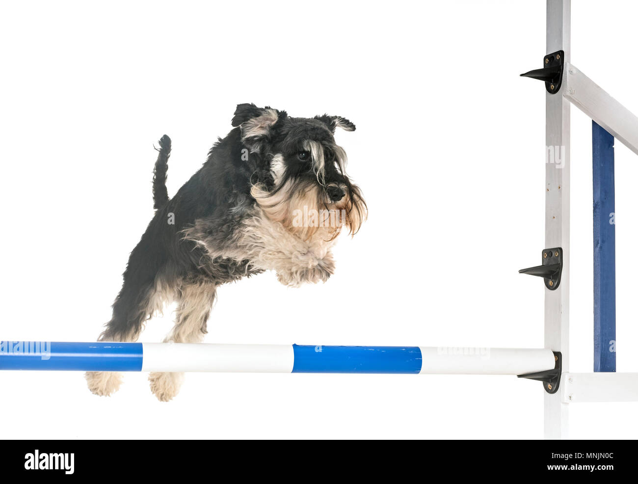 How High Can A Schnauzer Jump