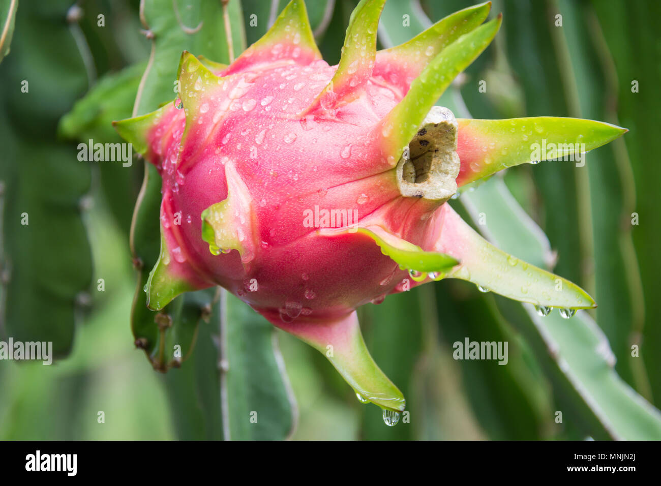 Yellow dragon fruit growing hi-res stock photography and images - Alamy
