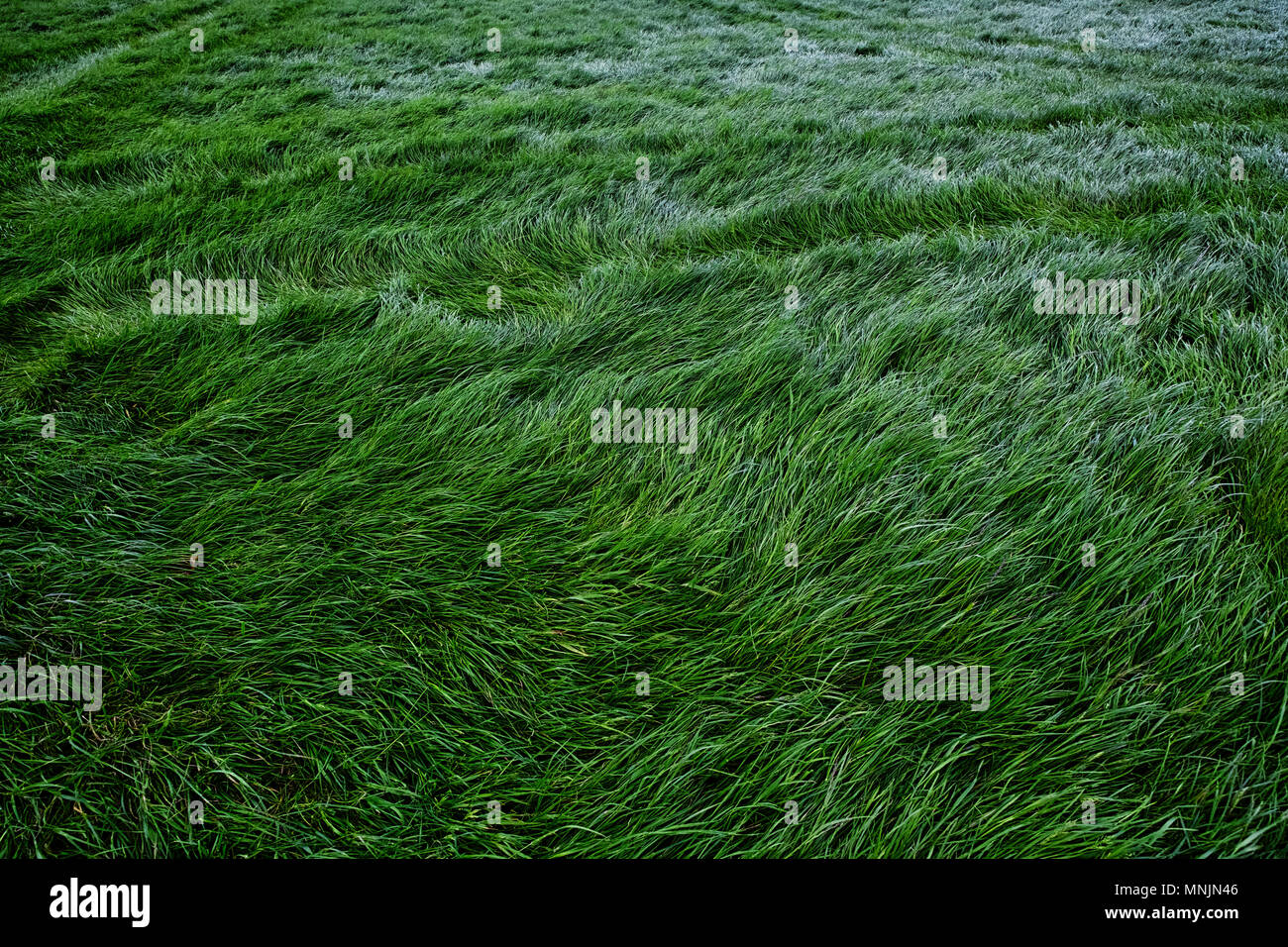 Waving grass hi-res stock photography and images - Alamy