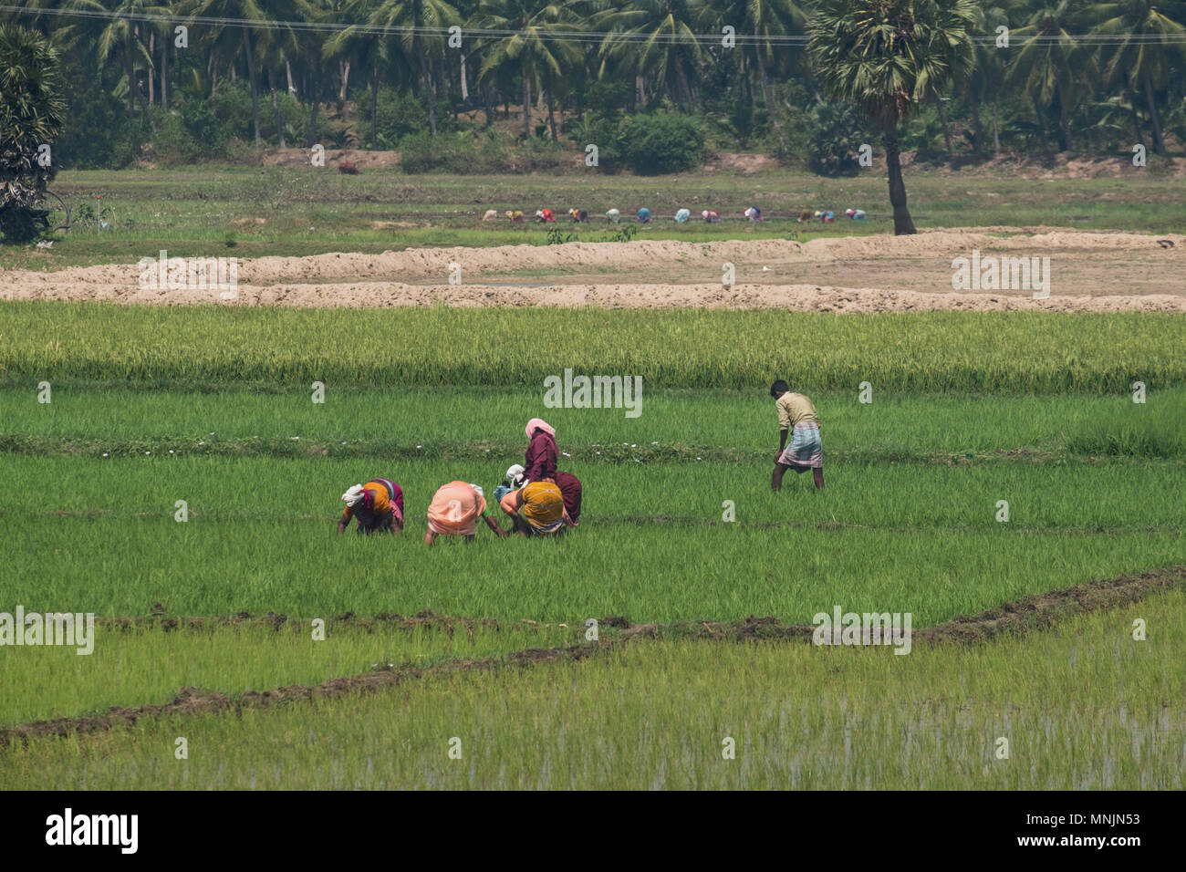 Villuppuram,Tamil Nadu, India - March 18, 2018: Teams of mainly women ...