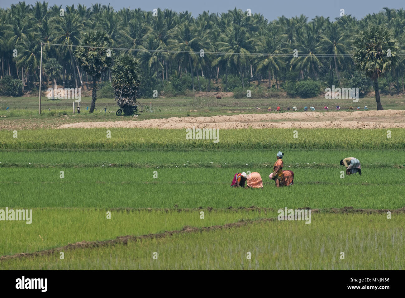 Indian cultivator hi-res stock photography and images - Alamy
