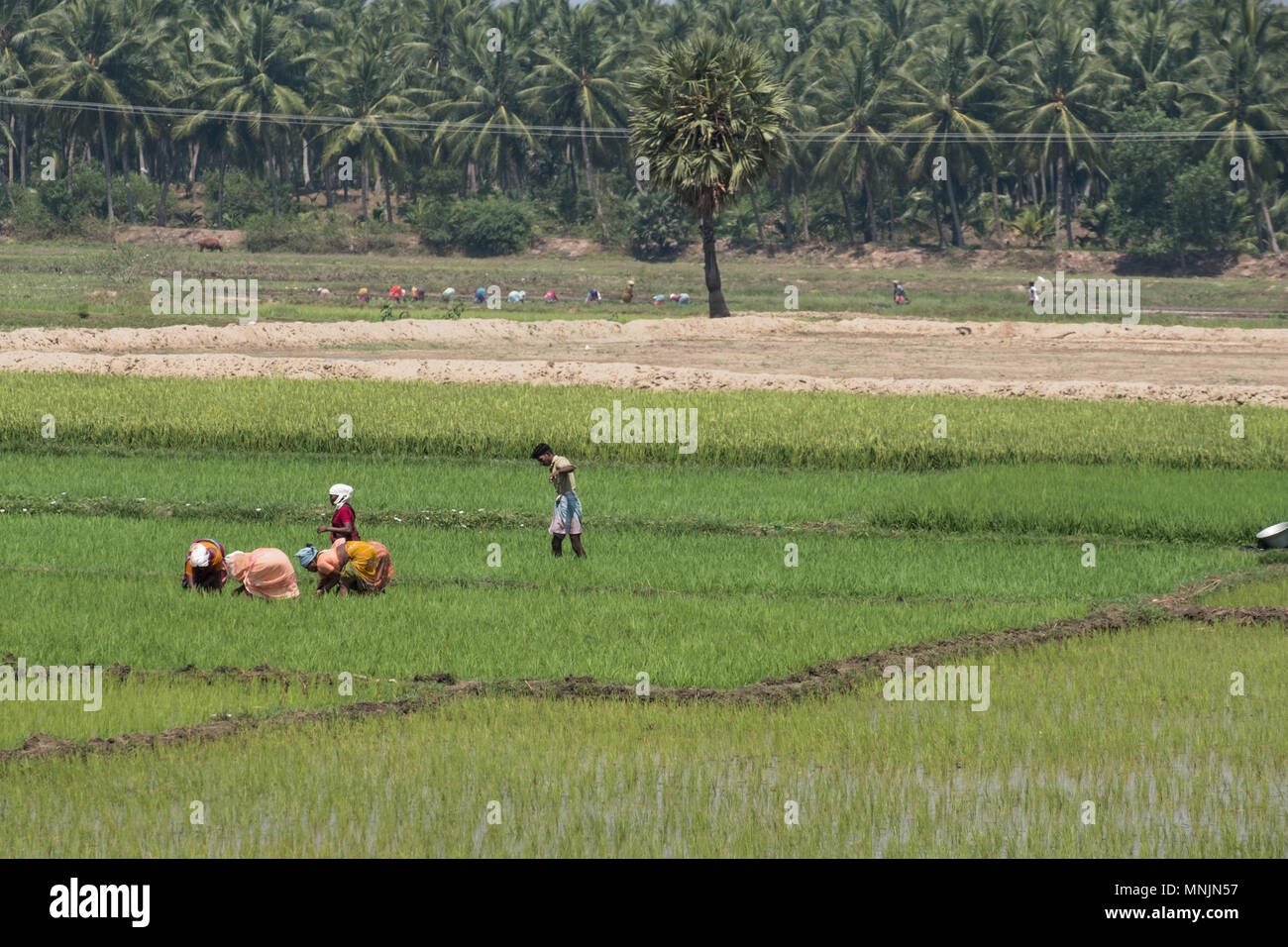 Indian farm laborer hi-res stock photography and images - Alamy