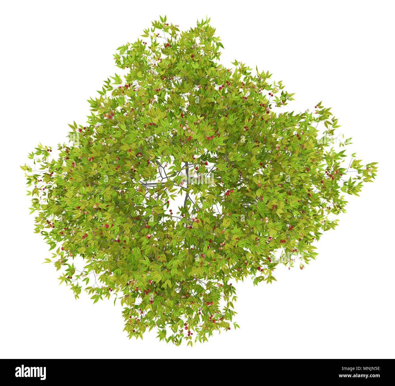 top view of cherry tree with cherries isolated on white background. 3d ...