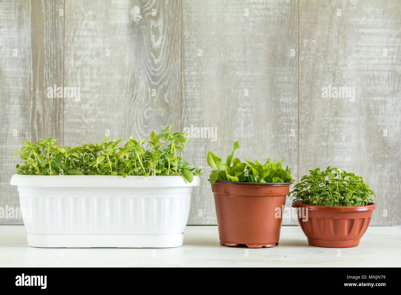 Spring gardening light concept. Fresh basil, mushroom grass, marjoram ...