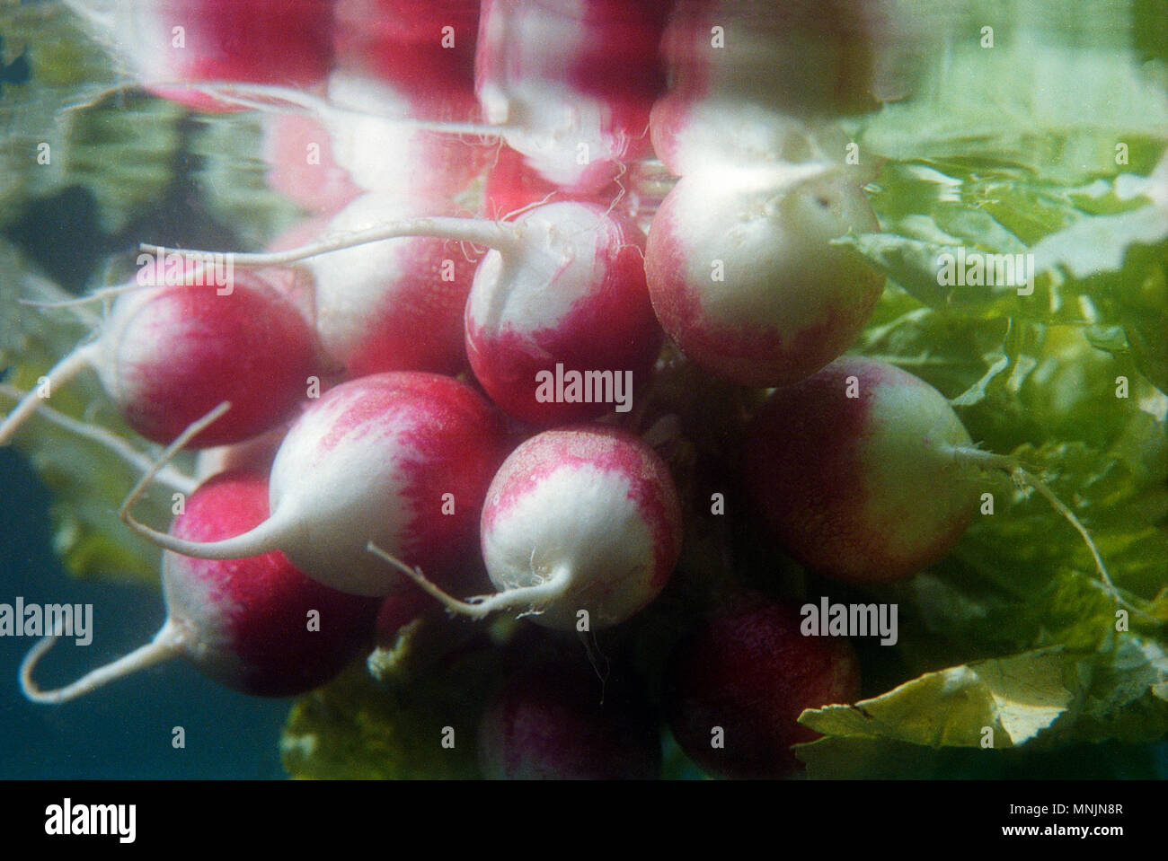 red radish with his reflection floating under water with his green ...