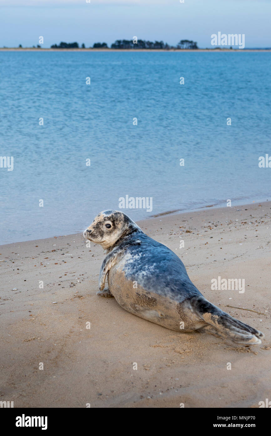 Friendly wild seal posing for visitors on a hot spring day, Wells-next ...