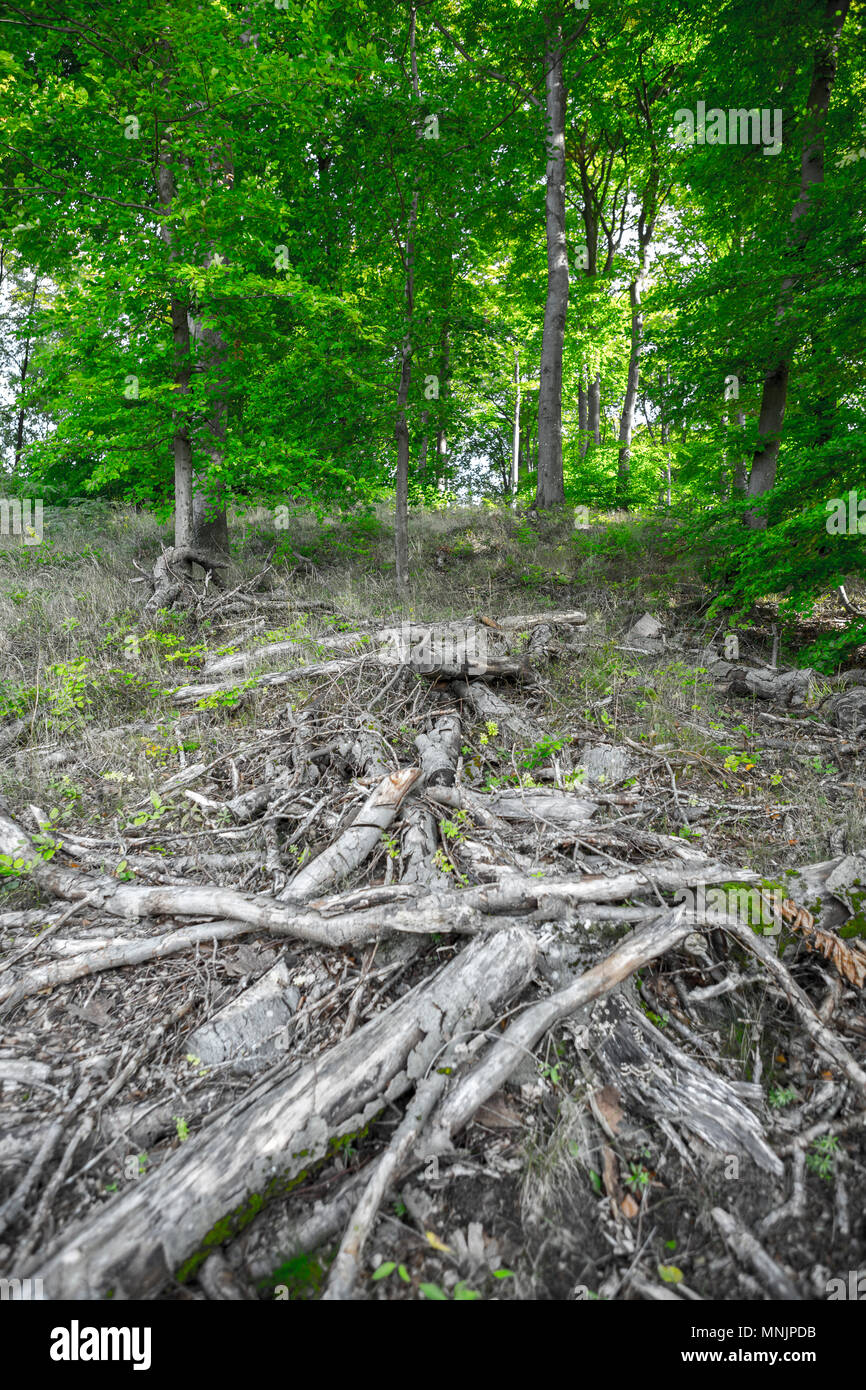 Dead Forest Trees Deadwood Deforestation High Resolution Stock ...
