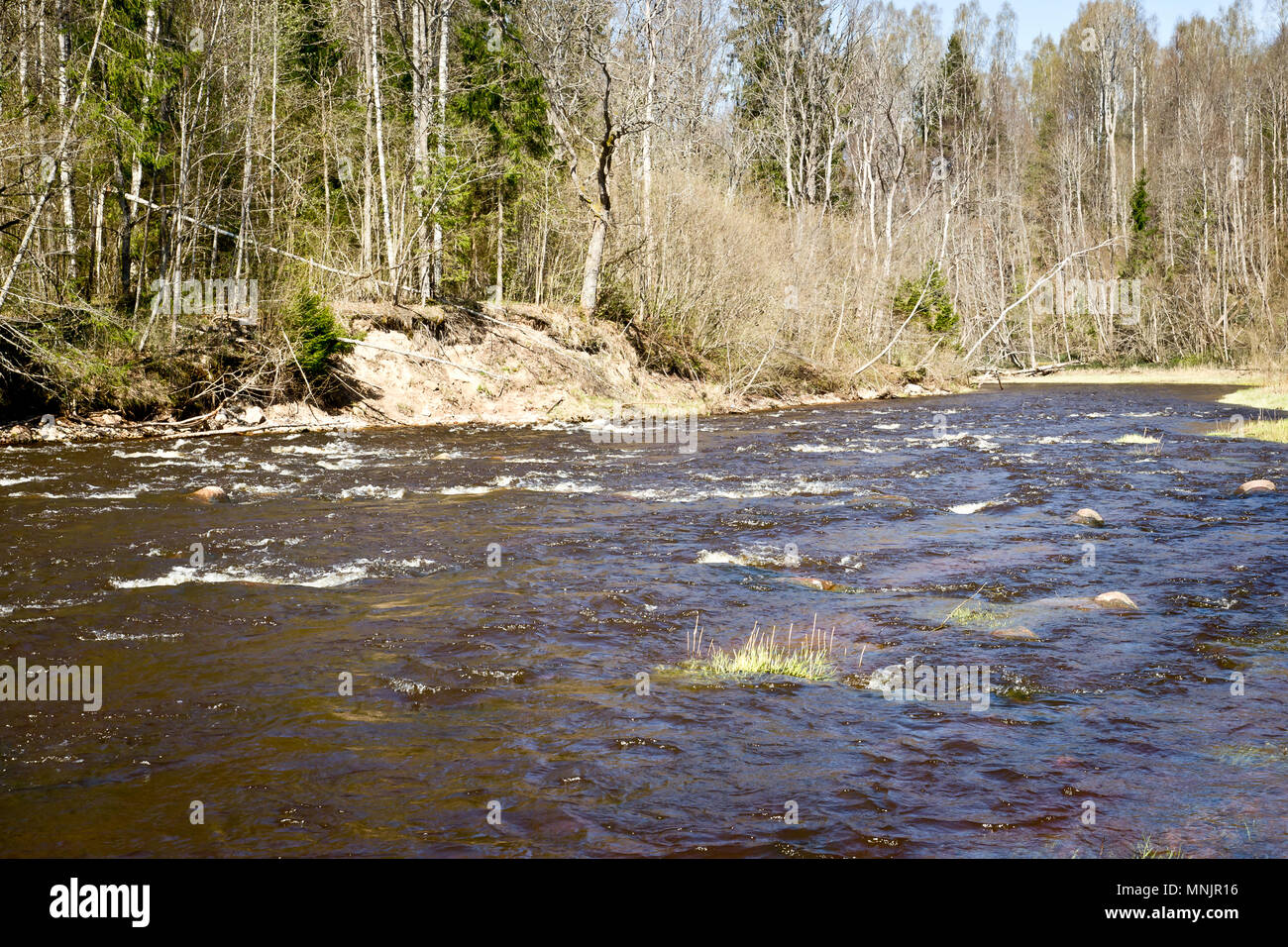 River Ogre, Latvia Stock Photo - Alamy