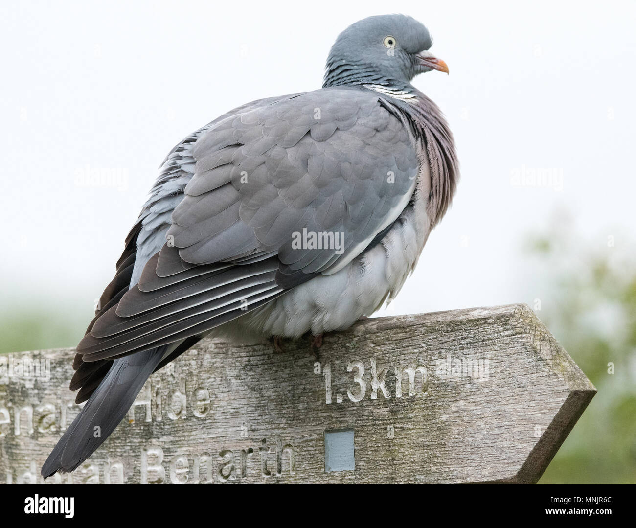 Flying pigeon bird uk hi-res stock photography and images - Alamy