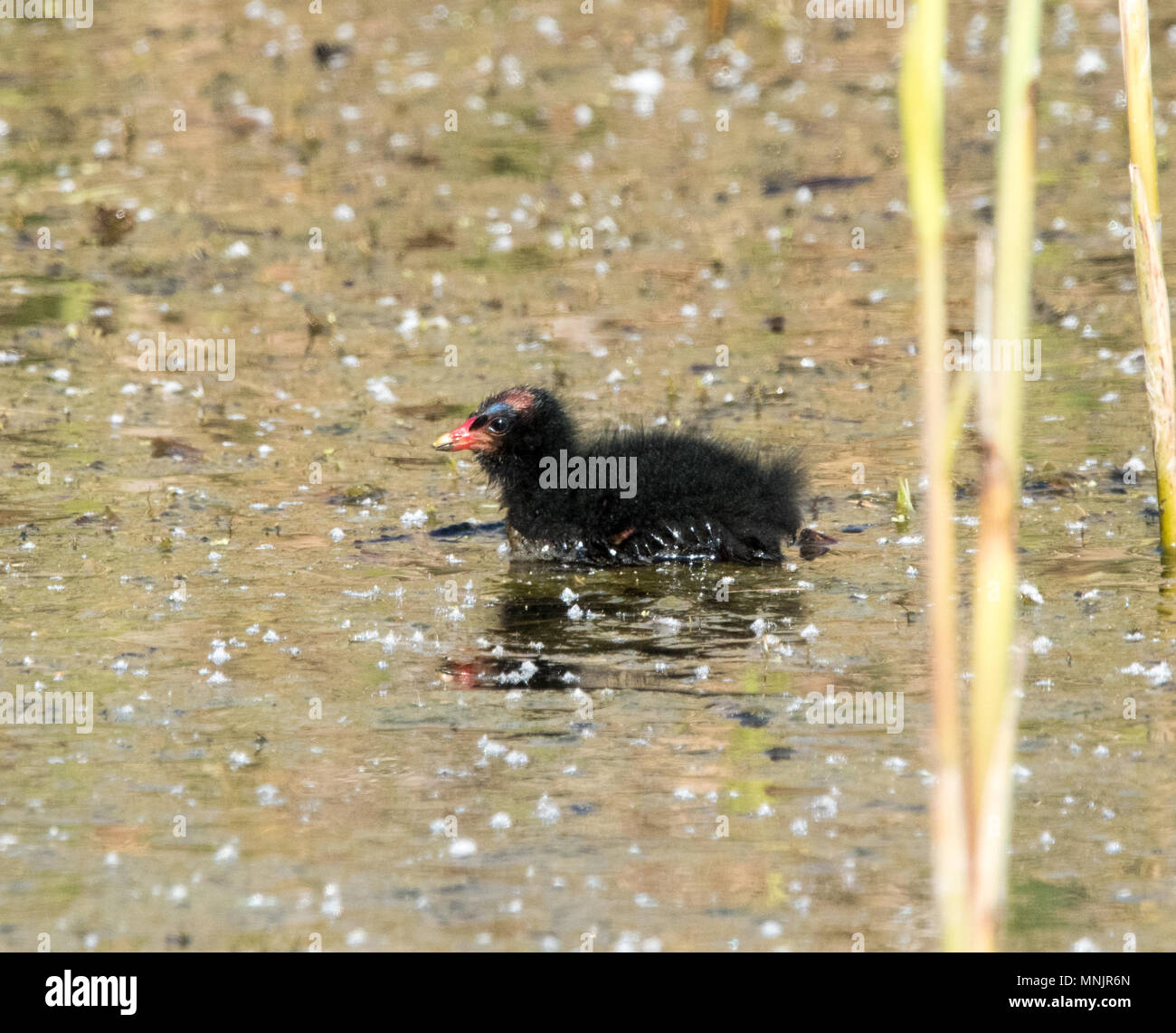 Flying moorhen hi-res stock photography and images - Alamy