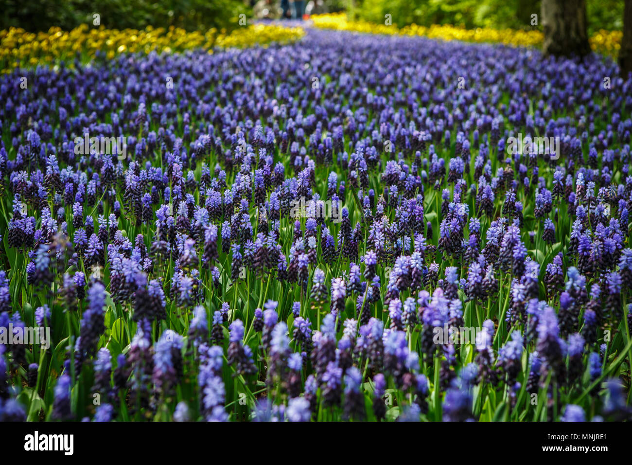 Beautiful blue starch grape hyacinth flowers bloom in spring garden ...