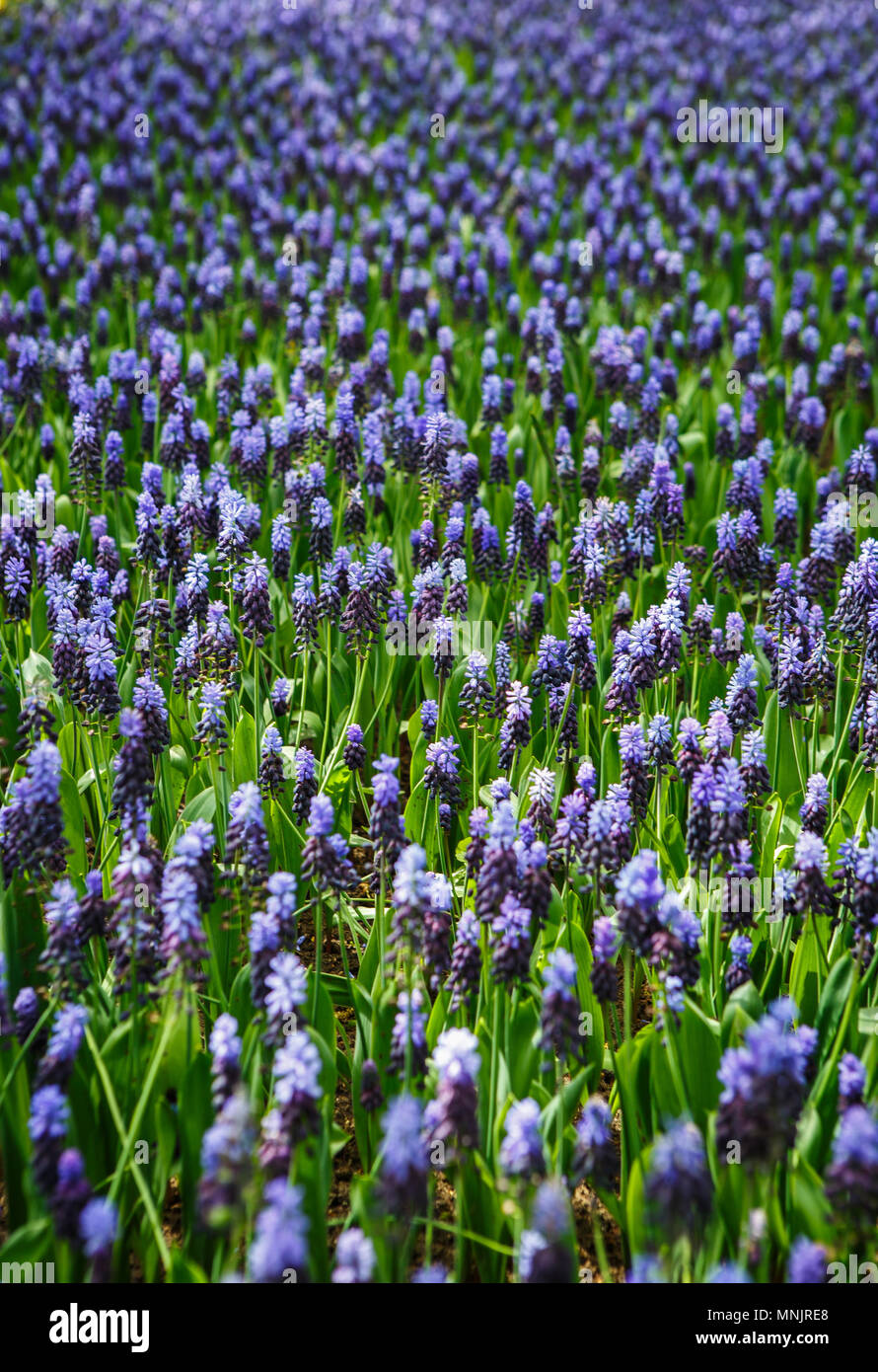 Beautiful blue starch grape hyacinth flowers bloom in spring garden ...