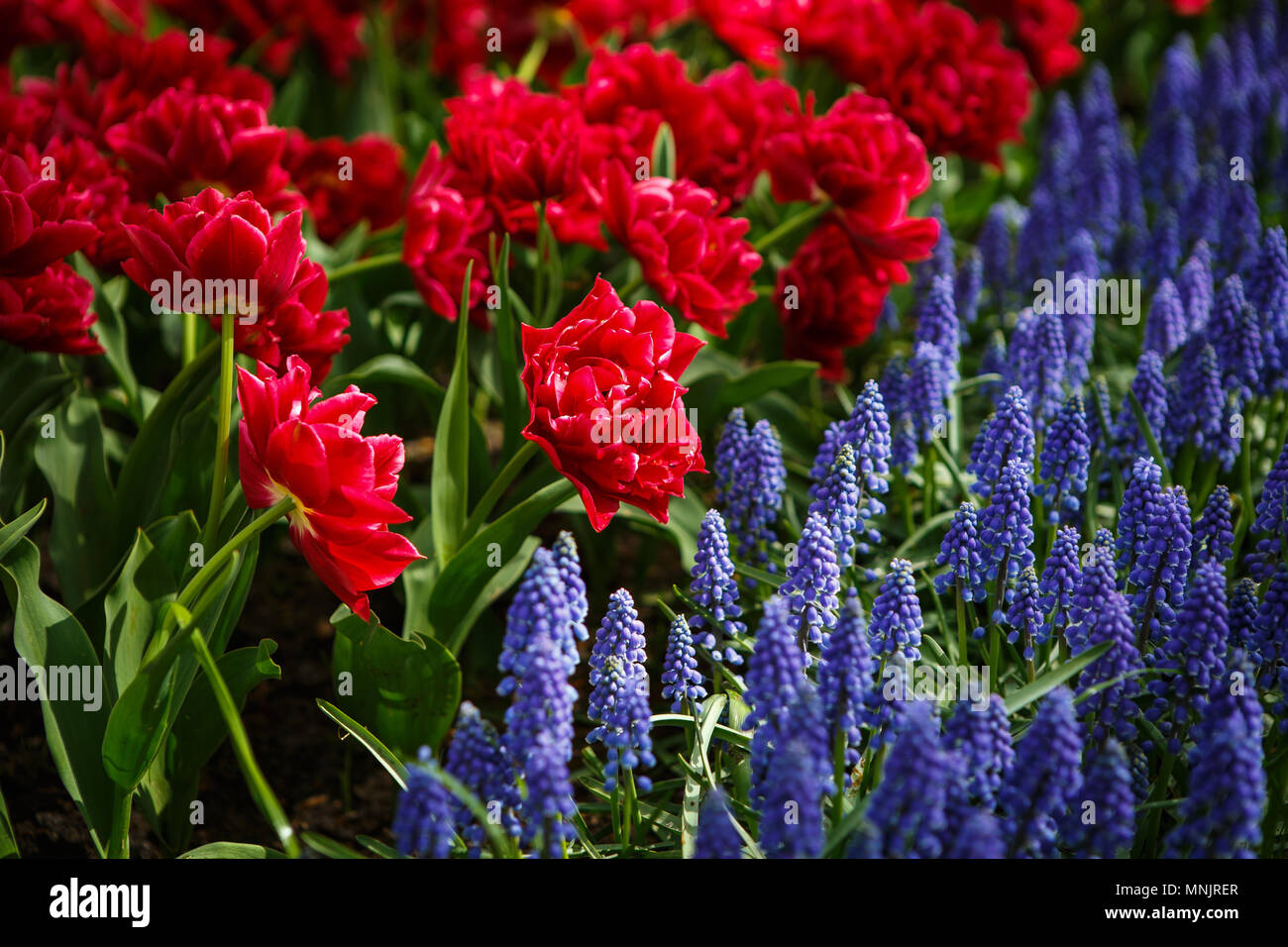 Blue starch grape hi-res stock photography and images - Alamy