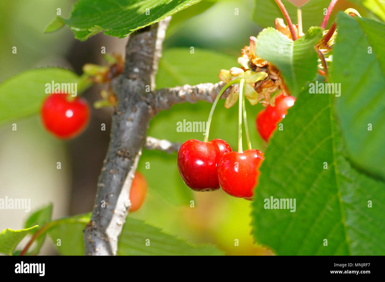 Closeup of first cherries of spring in French Riviera against a green ...