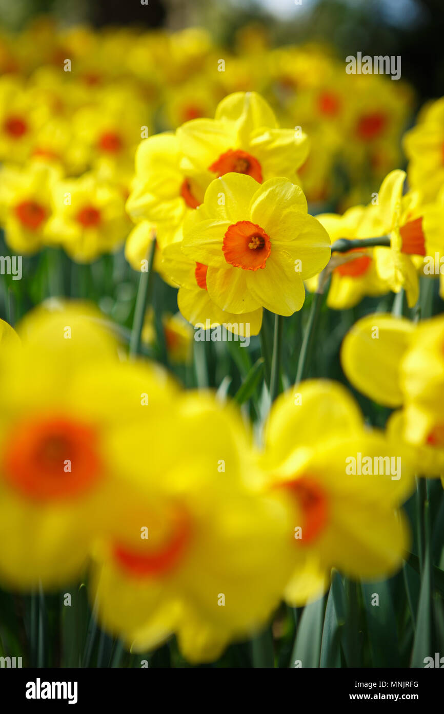 Beautiful colorufl yellow jonquils flowers bloom in spring garden ...