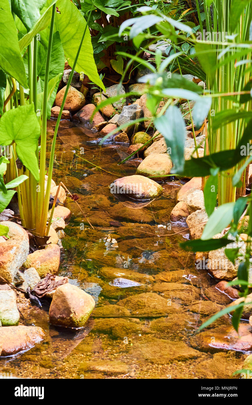 Singapore Botanic Gardens Mini River with clear water, rocks, foliage ...