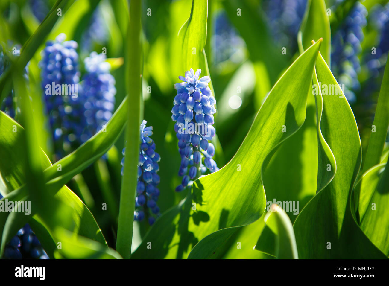 Beautiful blue starch grape hyacinth flowers bloom in spring garden ...