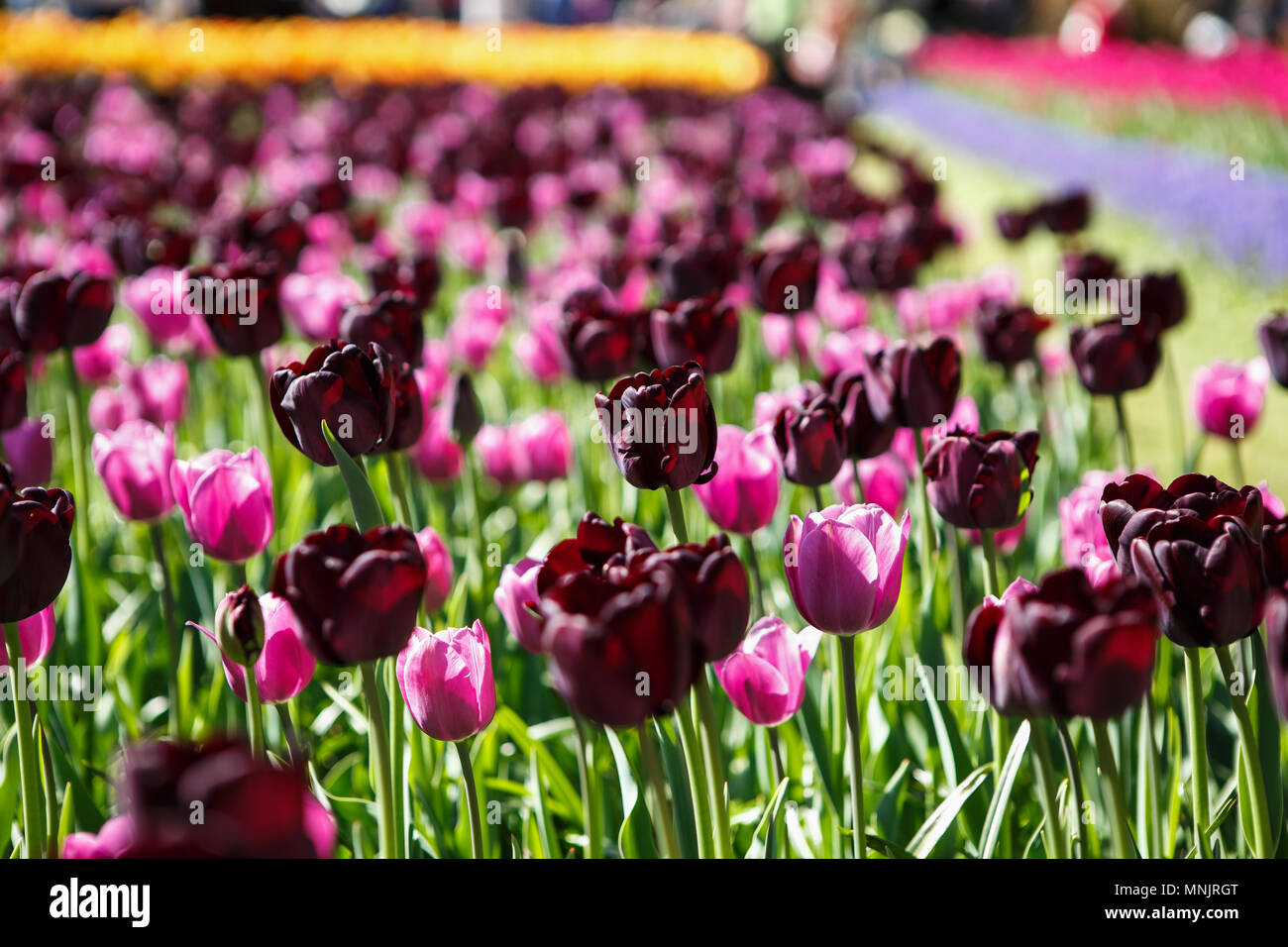 Beautiful purple tulips flowers bloom in spring garden.Decorative ...